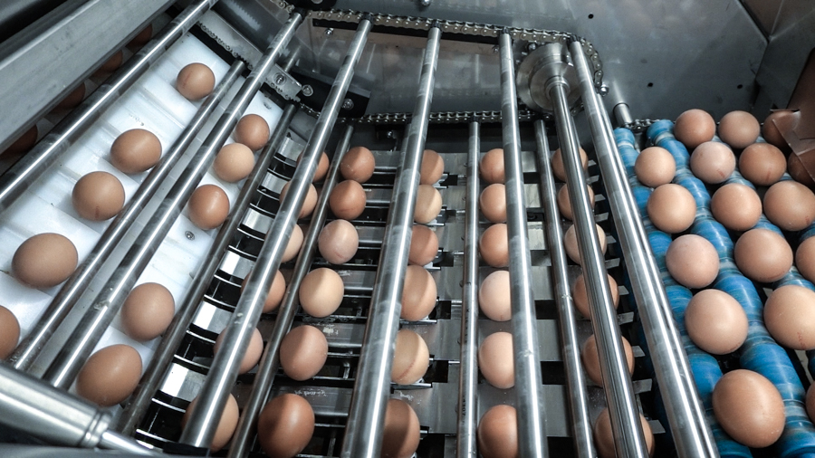 GraderPro 75 - Efficient & Reliable Egg Sorting Solutions | Sanovo ...