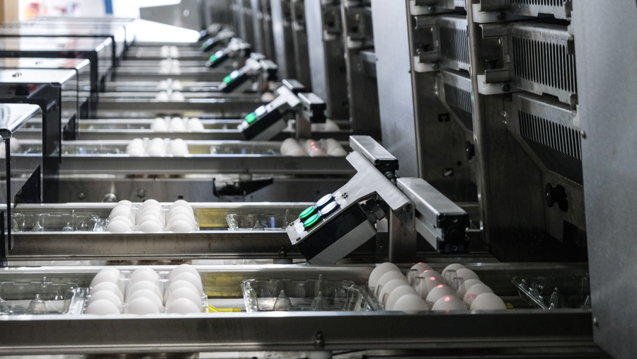 GraderPro 220 Egg Grading Machine: 79,200 Eggs/Hour with Single Egg ...