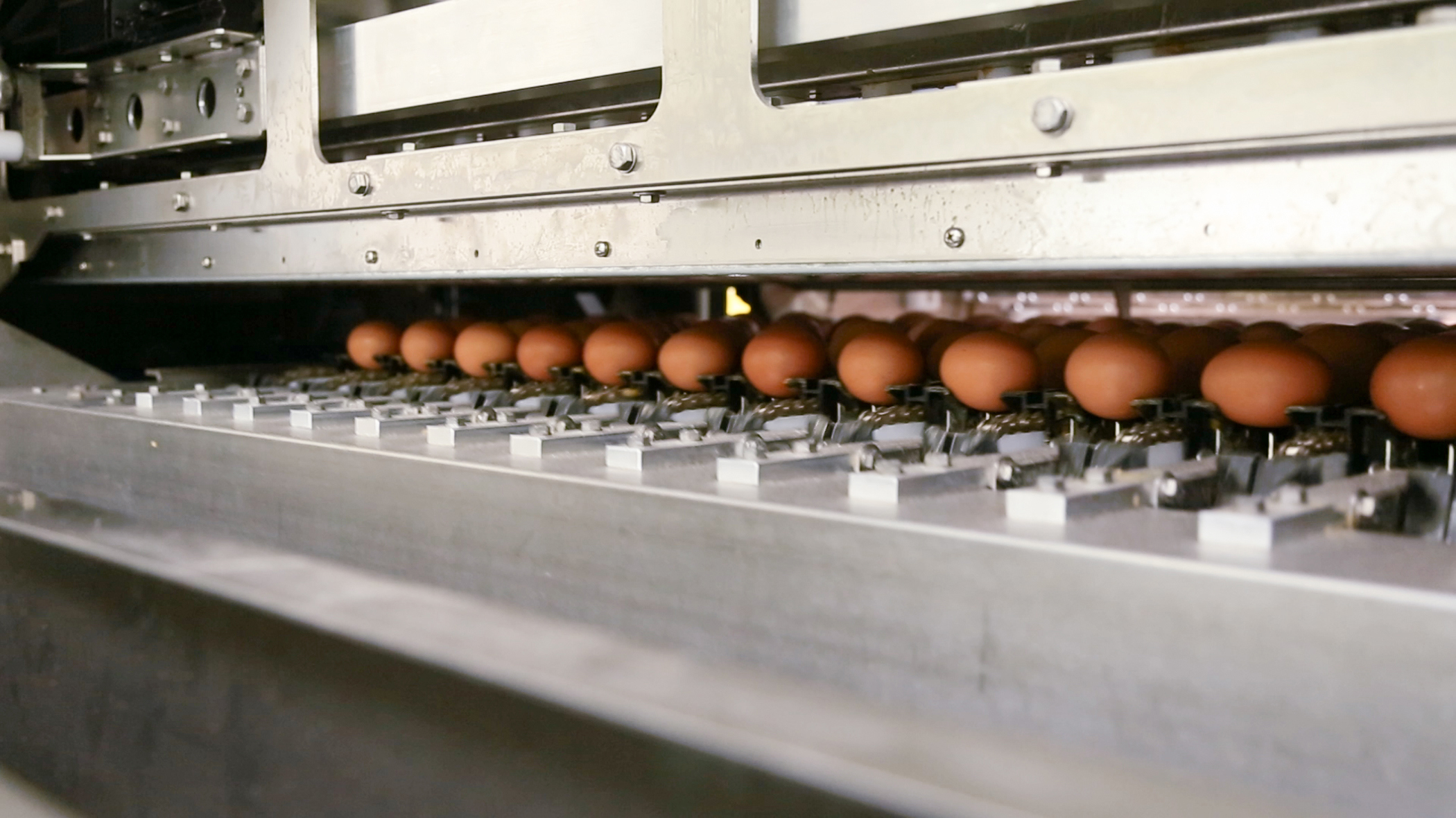 OptiGrader 600 Egg Grading Machine | Large-Scale Hygiene and Precision | Sanovo Technology