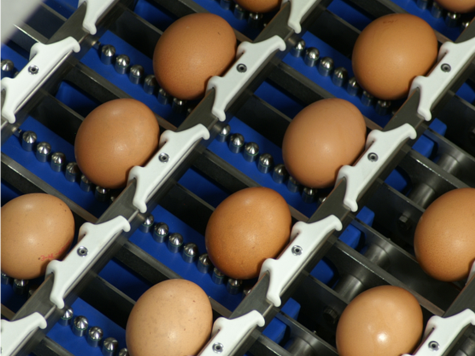 How Eggs Get Into a Pack | SANOVO Grading Solutions for Efficient Egg ...