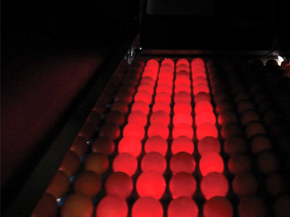 GraderPro 220 Egg Grading Machine: 79,200 Eggs/Hour with Single Egg ...