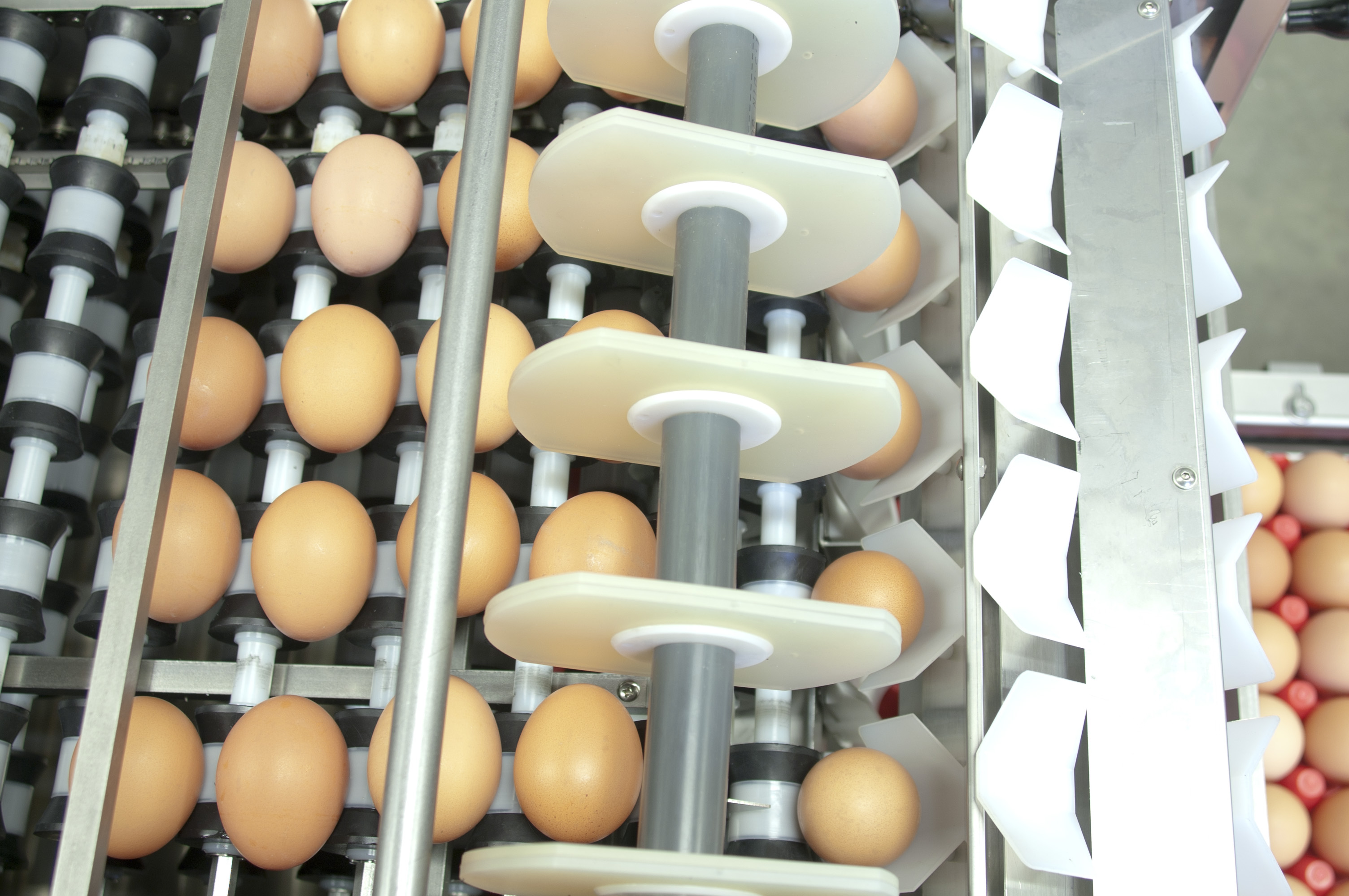 Farmpacker 200 | Efficient Egg Packer Machine for Large Farms | Sanovo ...