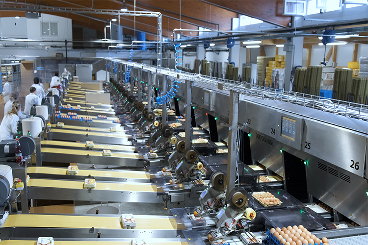 Egg Grading Excellence: GraderPro - 600 Cases/Hour, Single Egg ...