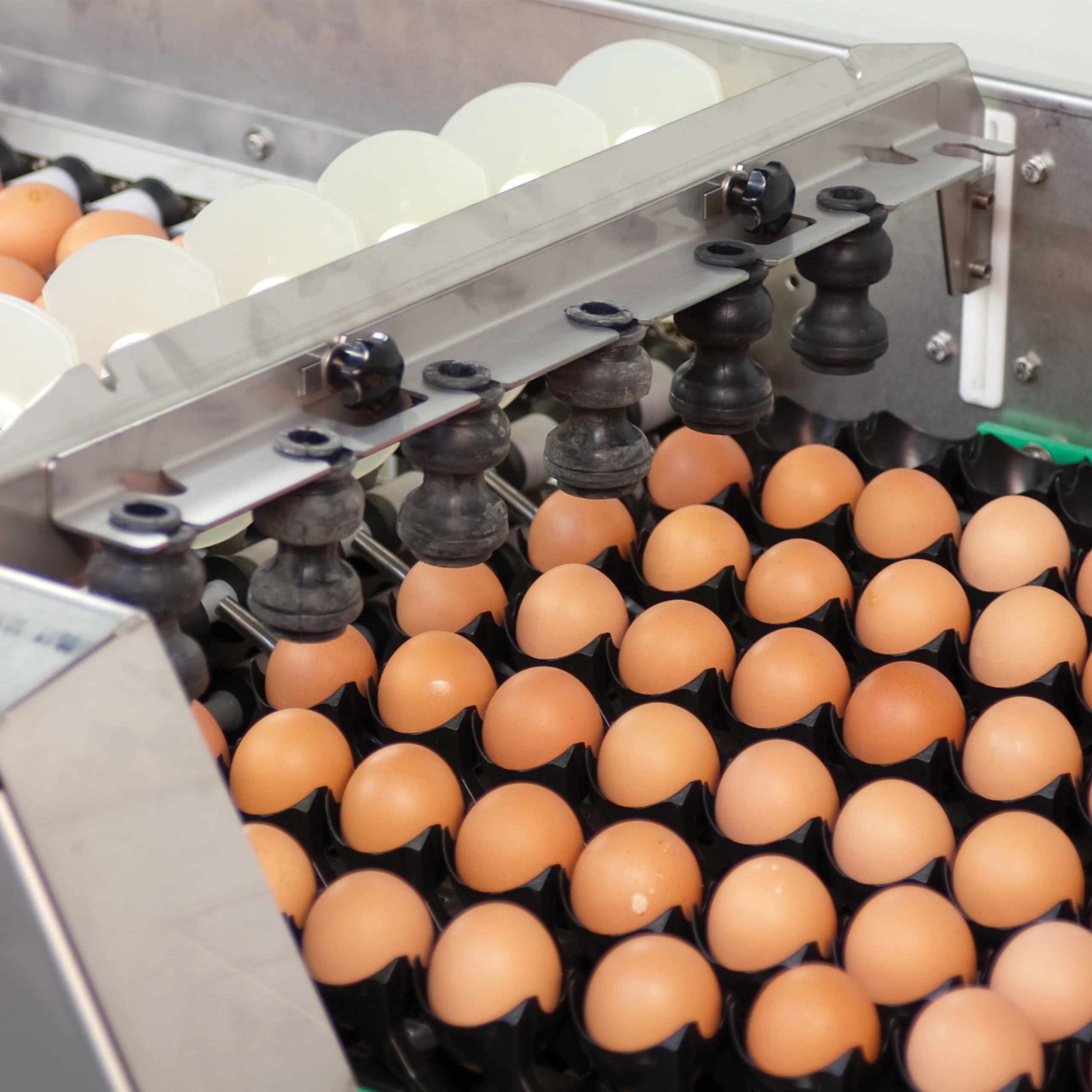 HatchPerformance Eierpakker | Zachte behandeling voor een hogere ...