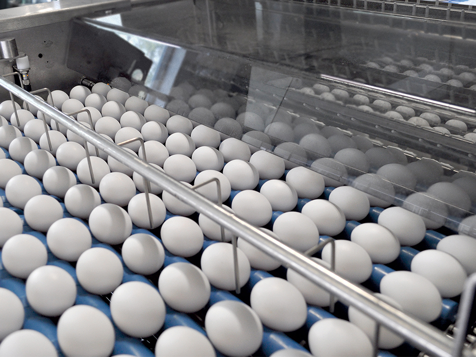 Turn Your Eggs into Profits with the GraderPro 800 - Grade 288,000 Eggs ...
