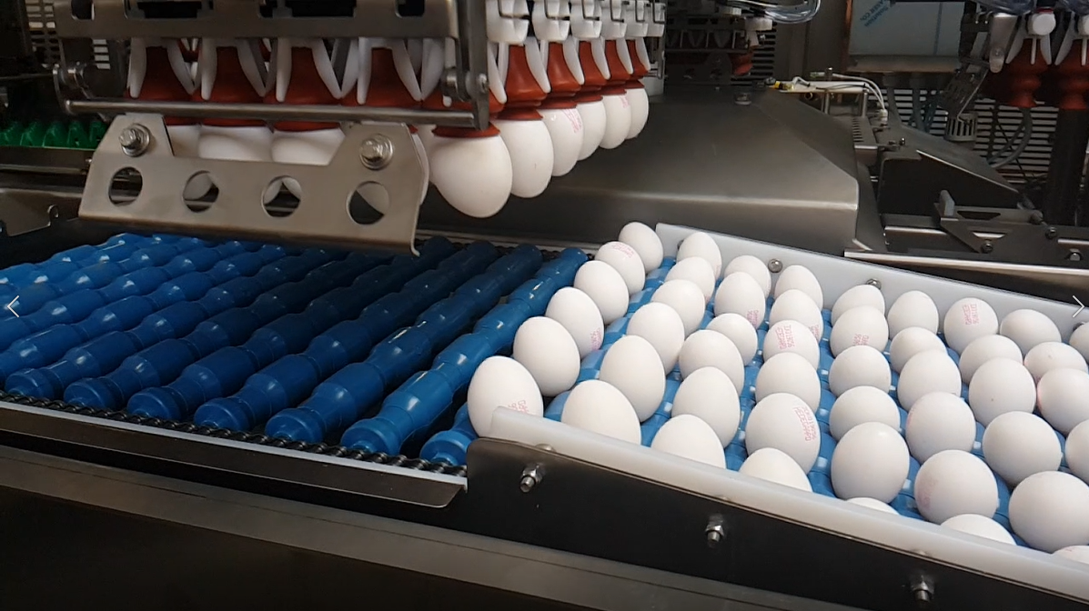 OptiLoader Plus 12C | Reliable Egg Loader with Gentle Handling | Sanovo ...