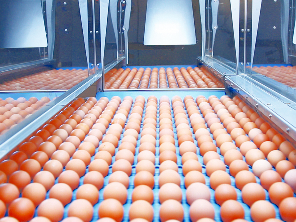 OptiGrader 600 Egg Grading Machine | Large-Scale Hygiene and Precision | Sanovo Technology