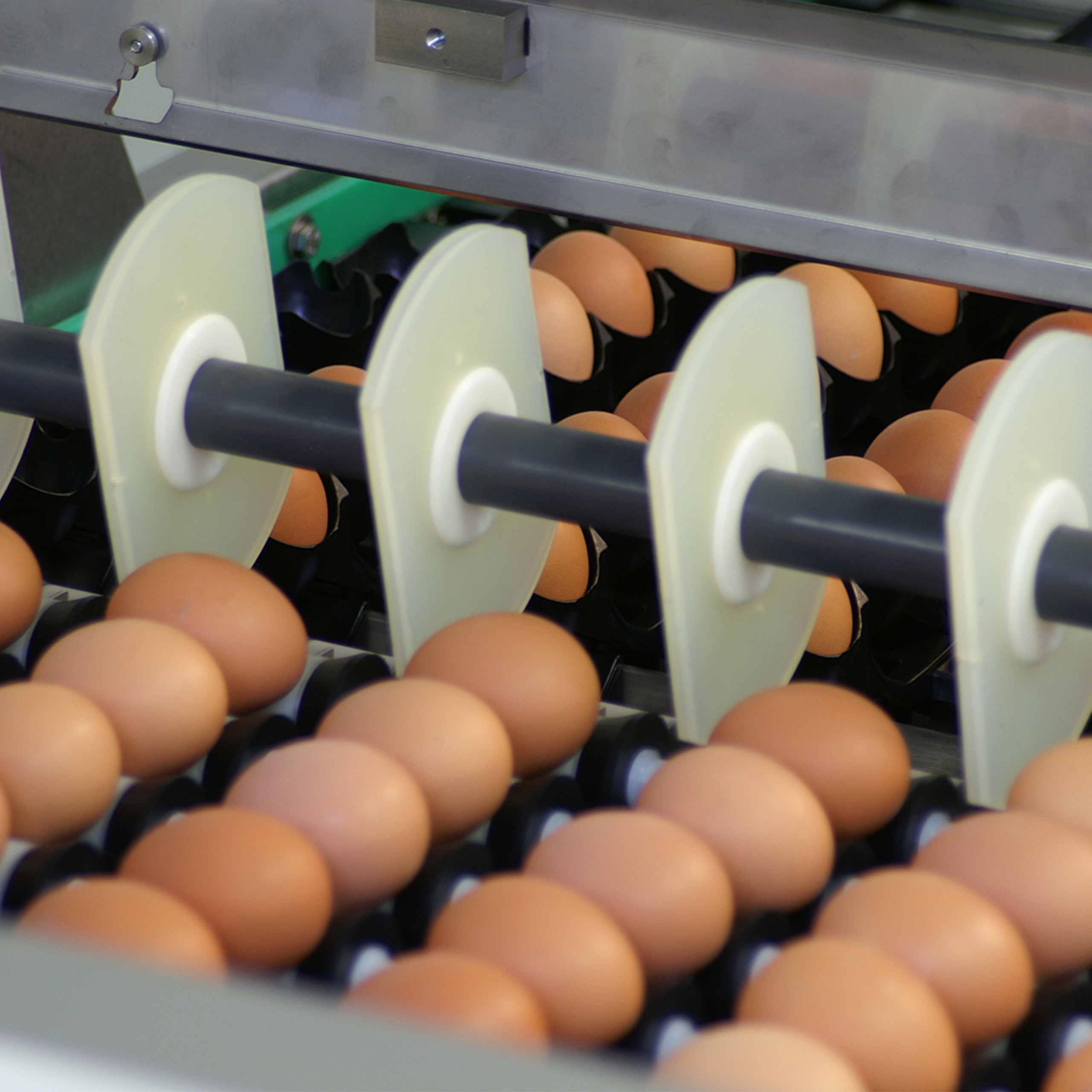 HatchPerformance Egg Packer | Gentle Handling for Higher Hatchability ...
