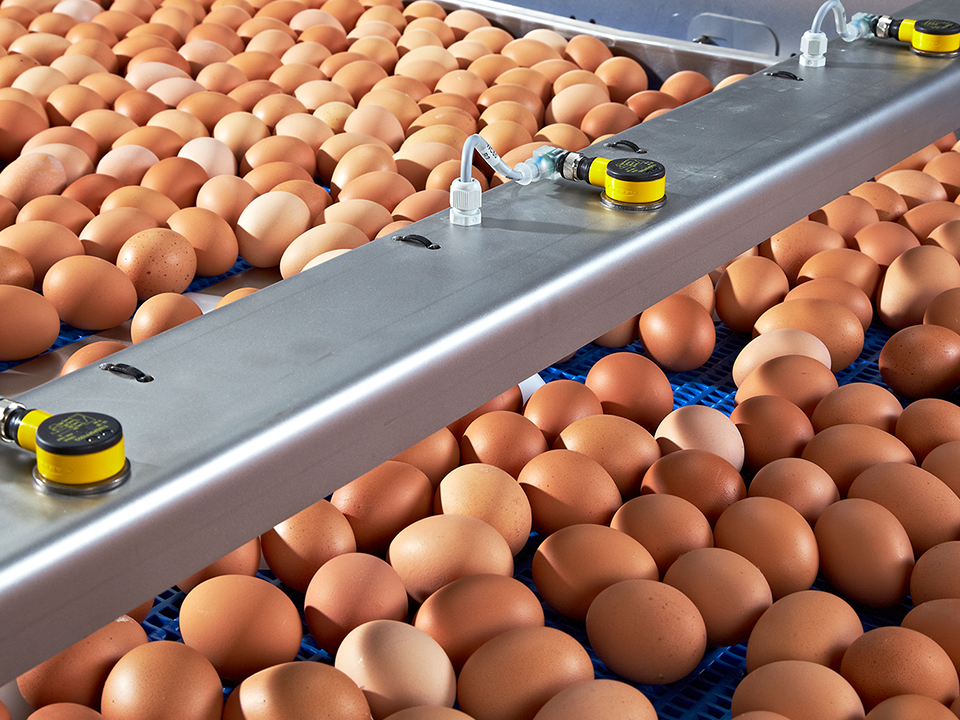 HatchPerformance Egg Packer | Gentle Handling for Higher Hatchability ...