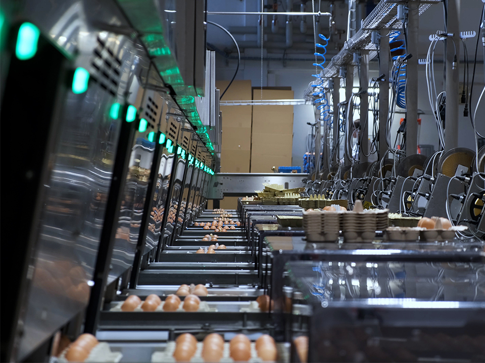 Egg Grading Excellence: GraderPro - 600 Cases/Hour, Single Egg ...