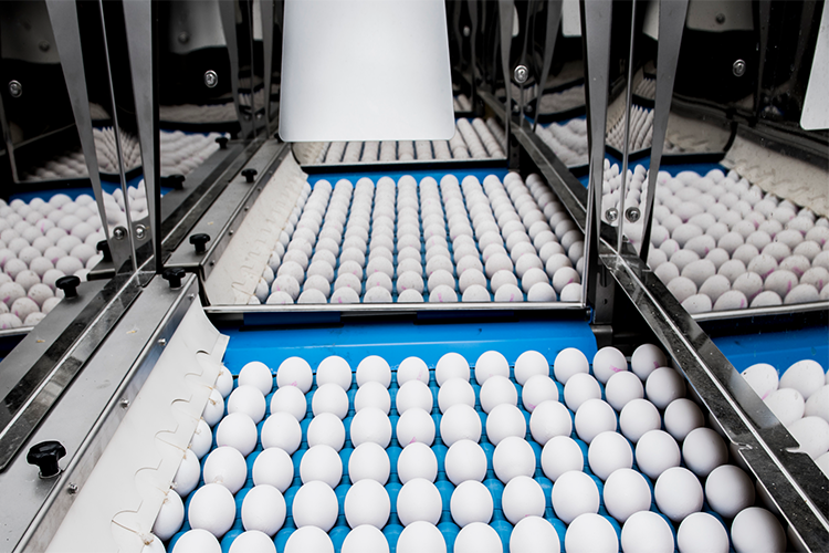 Egg Grading Excellence: GraderPro - 600 Cases/Hour, Single Egg ...