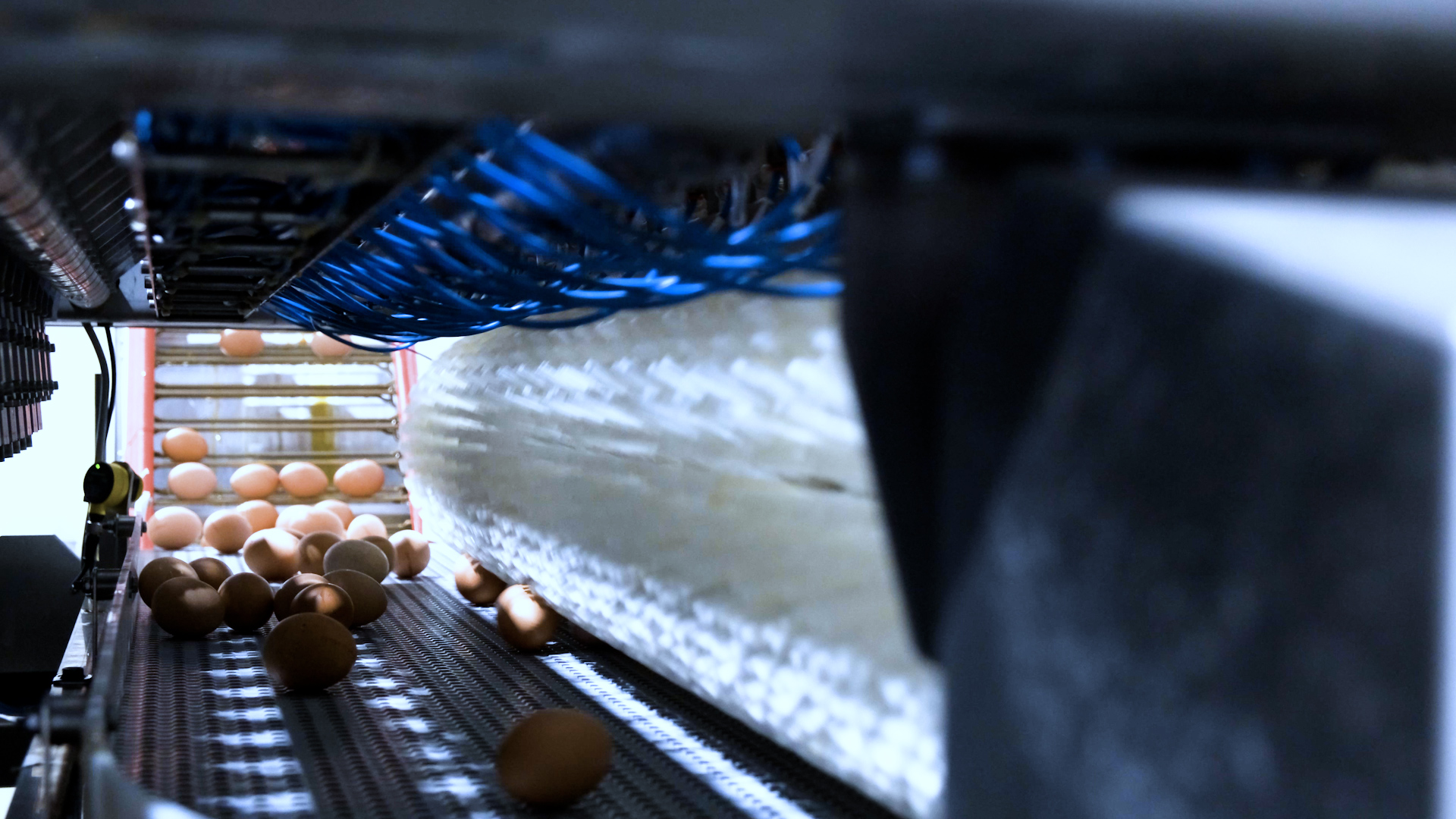 Egg Grading Excellence: GraderPro - 600 Cases/Hour, Single Egg ...