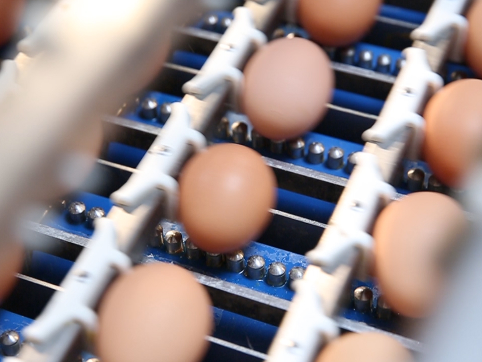 OptiGrader 600 Egg Grading Machine | Large-Scale Hygiene and Precision | Sanovo Technology